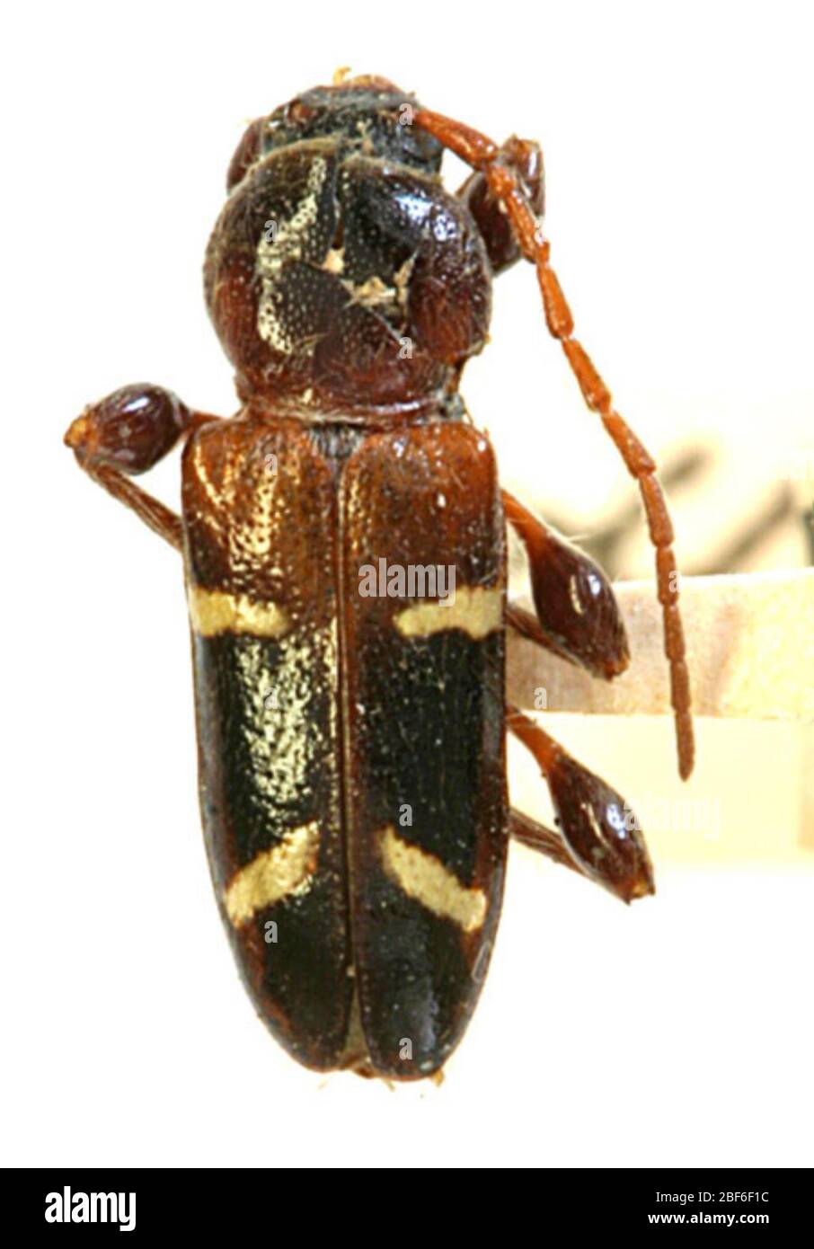 Phymatodes hi-res stock photography and images - Alamy