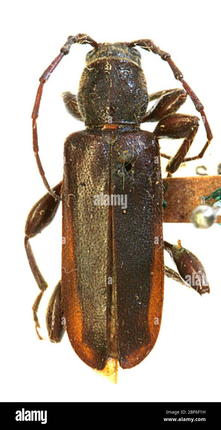 Phymatodes hi-res stock photography and images - Alamy