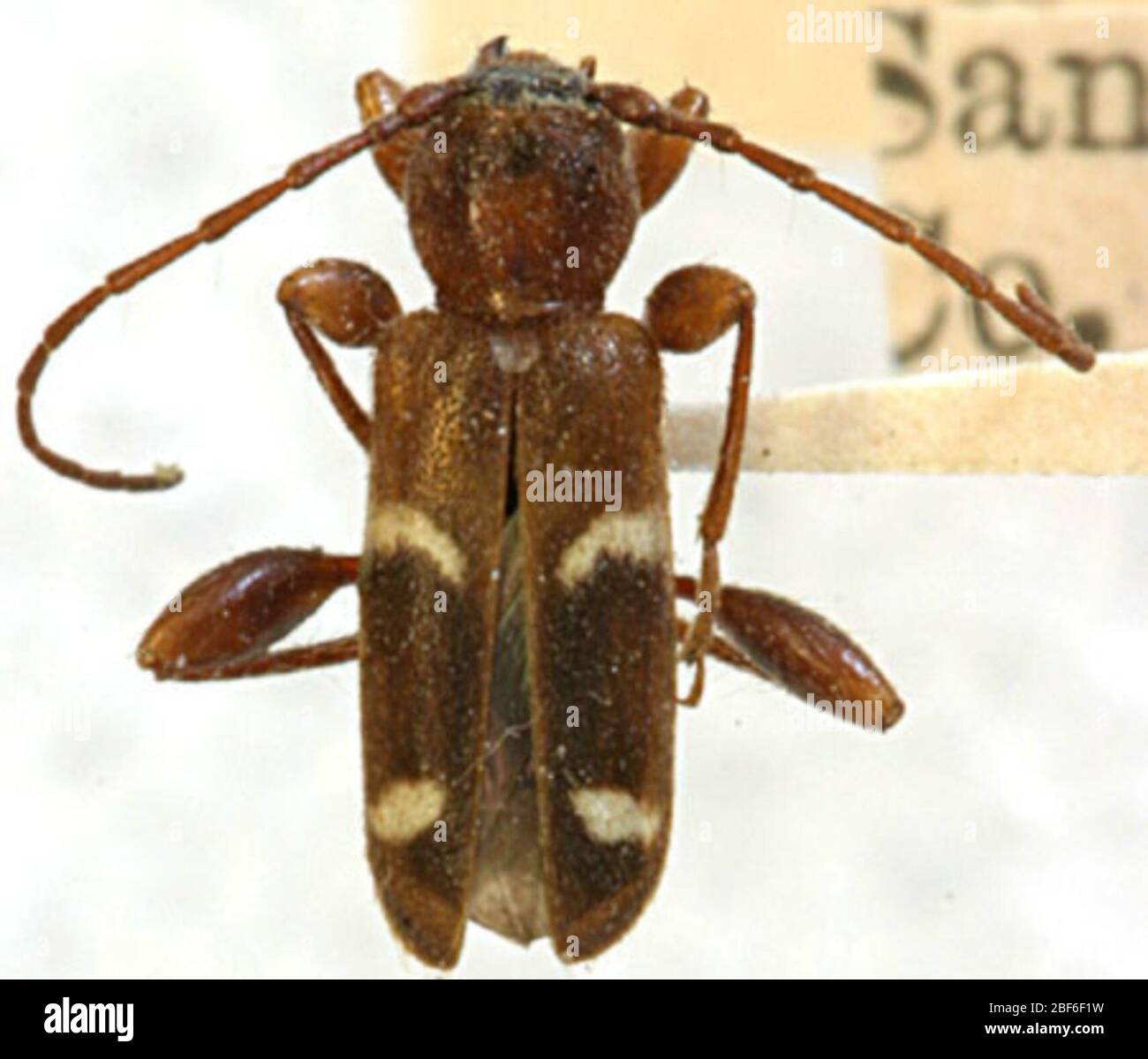 Phymatodes harfordi. 9 Jan 20141 Stock Photo - Alamy