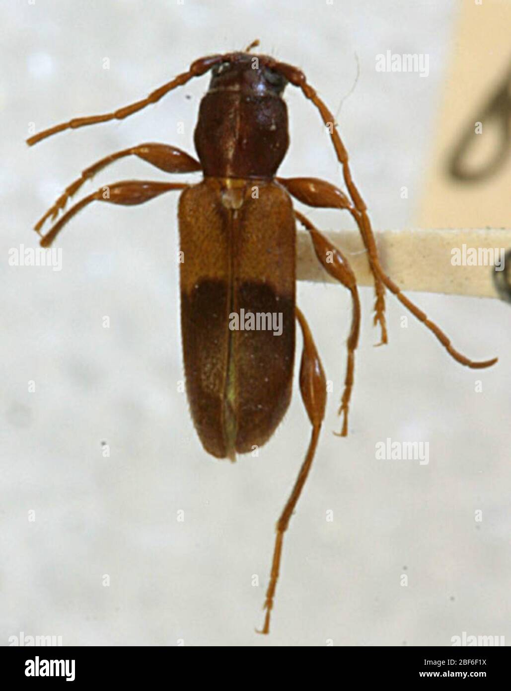 Frosti hi-res stock photography and images - Alamy