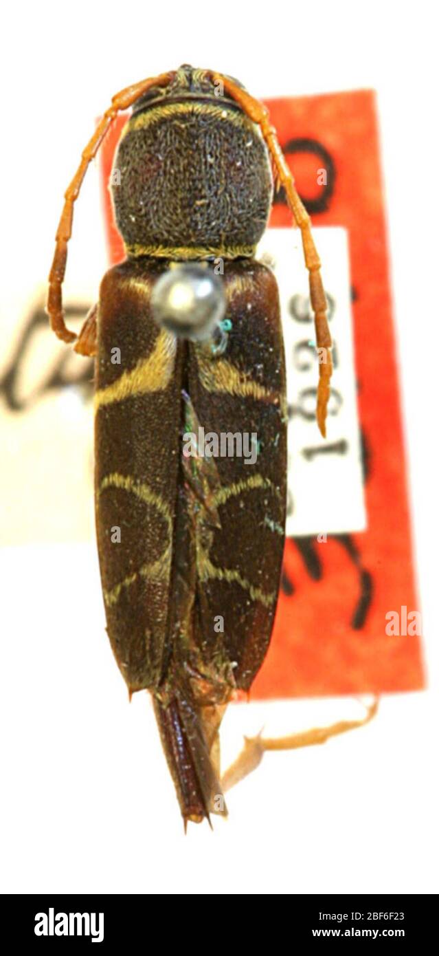 Luscus hi-res stock photography and images - Alamy