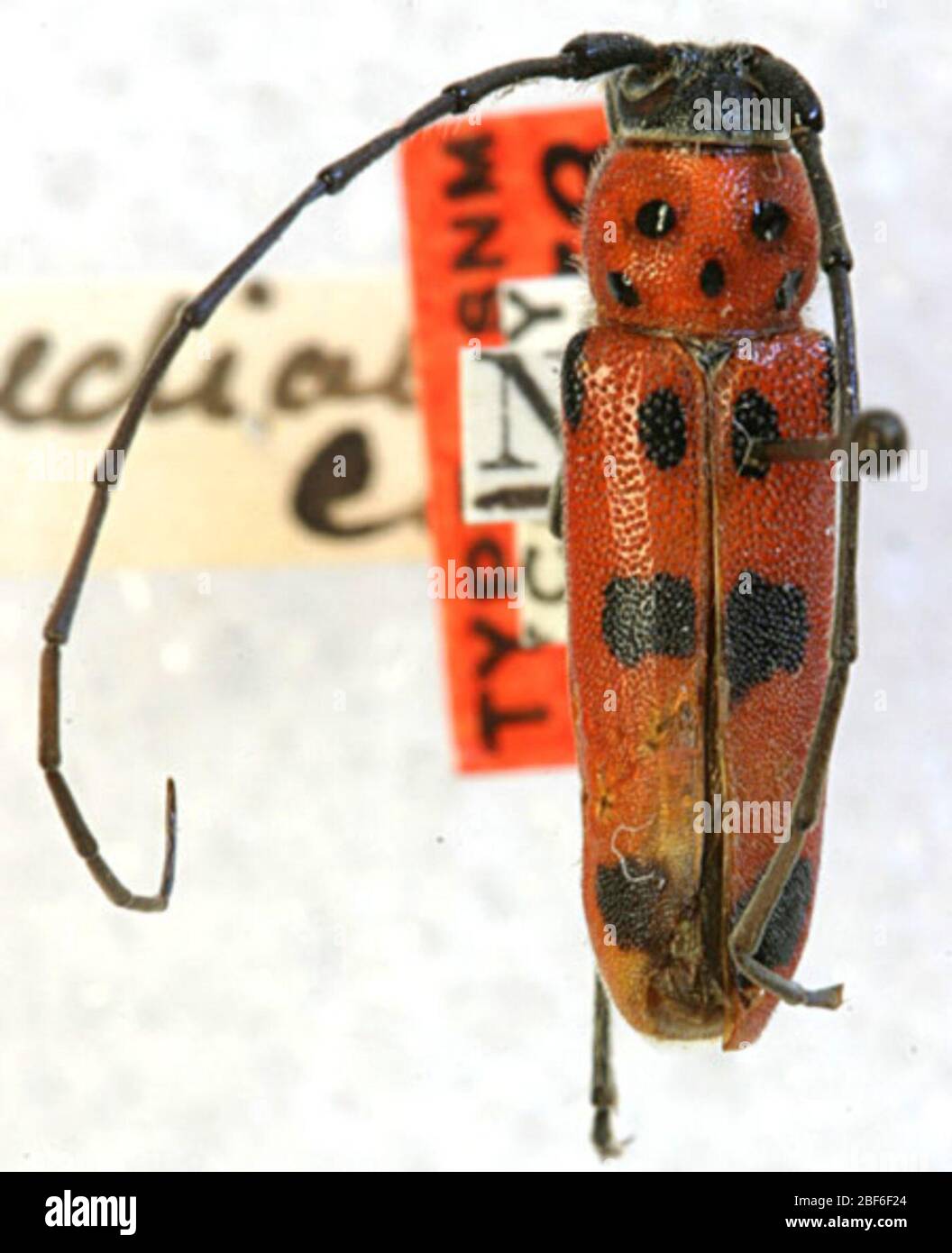 Medialis hi-res stock photography and images - Alamy