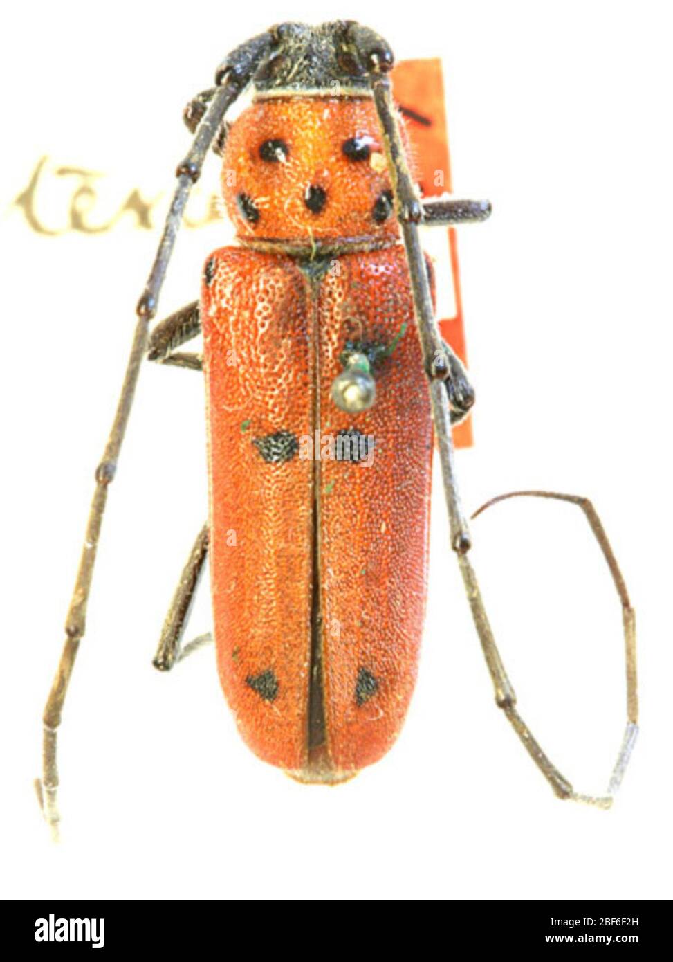 Tylosis hi-res stock photography and images - Alamy