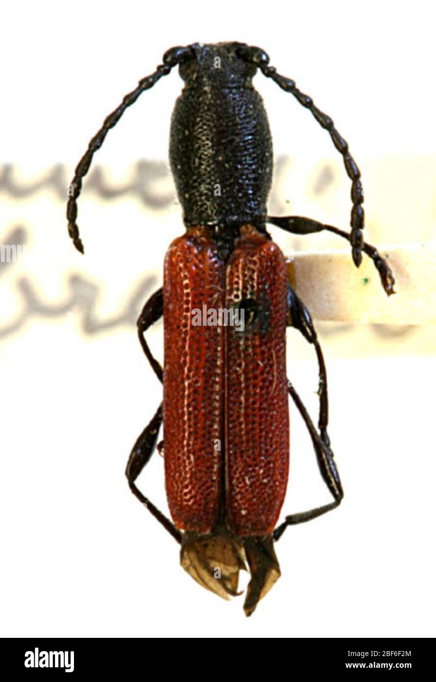 Ancylocera brevicornis. 9 Jan 20141 Stock Photo - Alamy