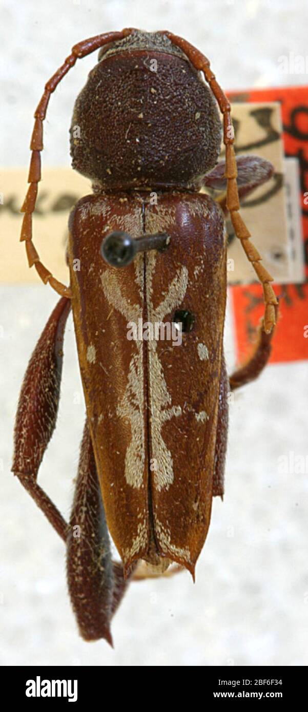 Megalopus hi-res stock photography and images - Alamy