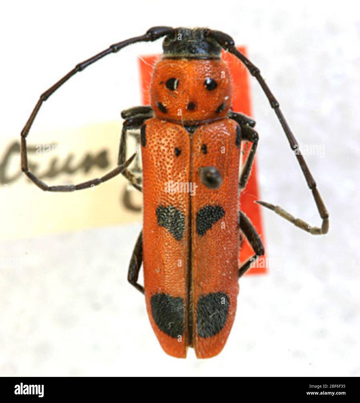 Tylosis hi-res stock photography and images - Alamy