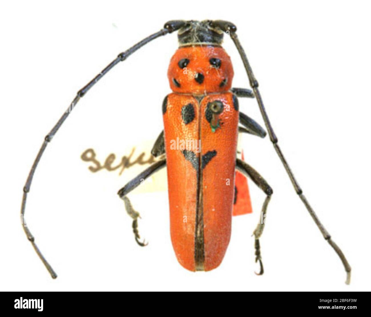 Tylosis hi-res stock photography and images - Alamy