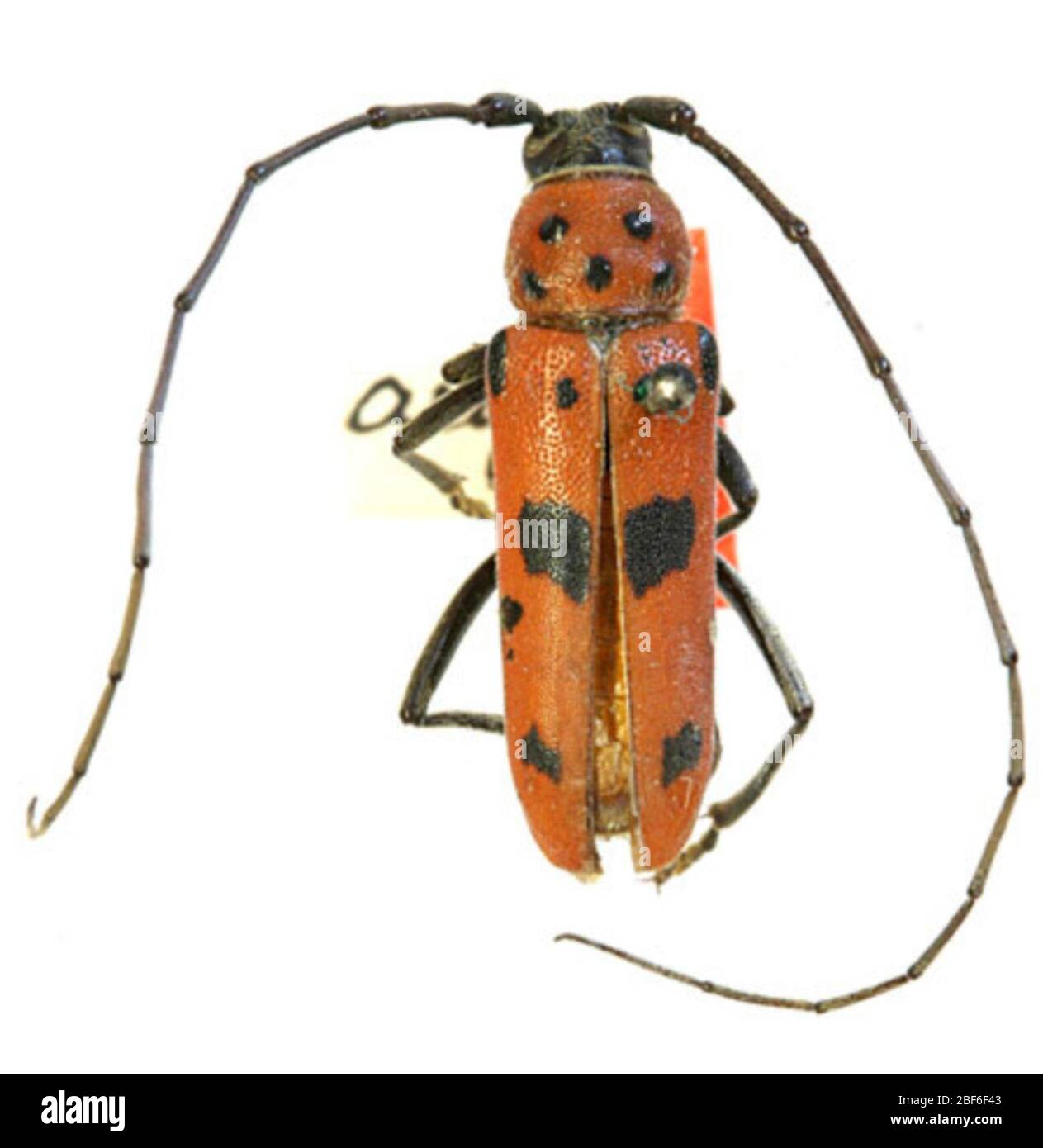 Tylosis argus. 9 Jan 20141 Stock Photo - Alamy