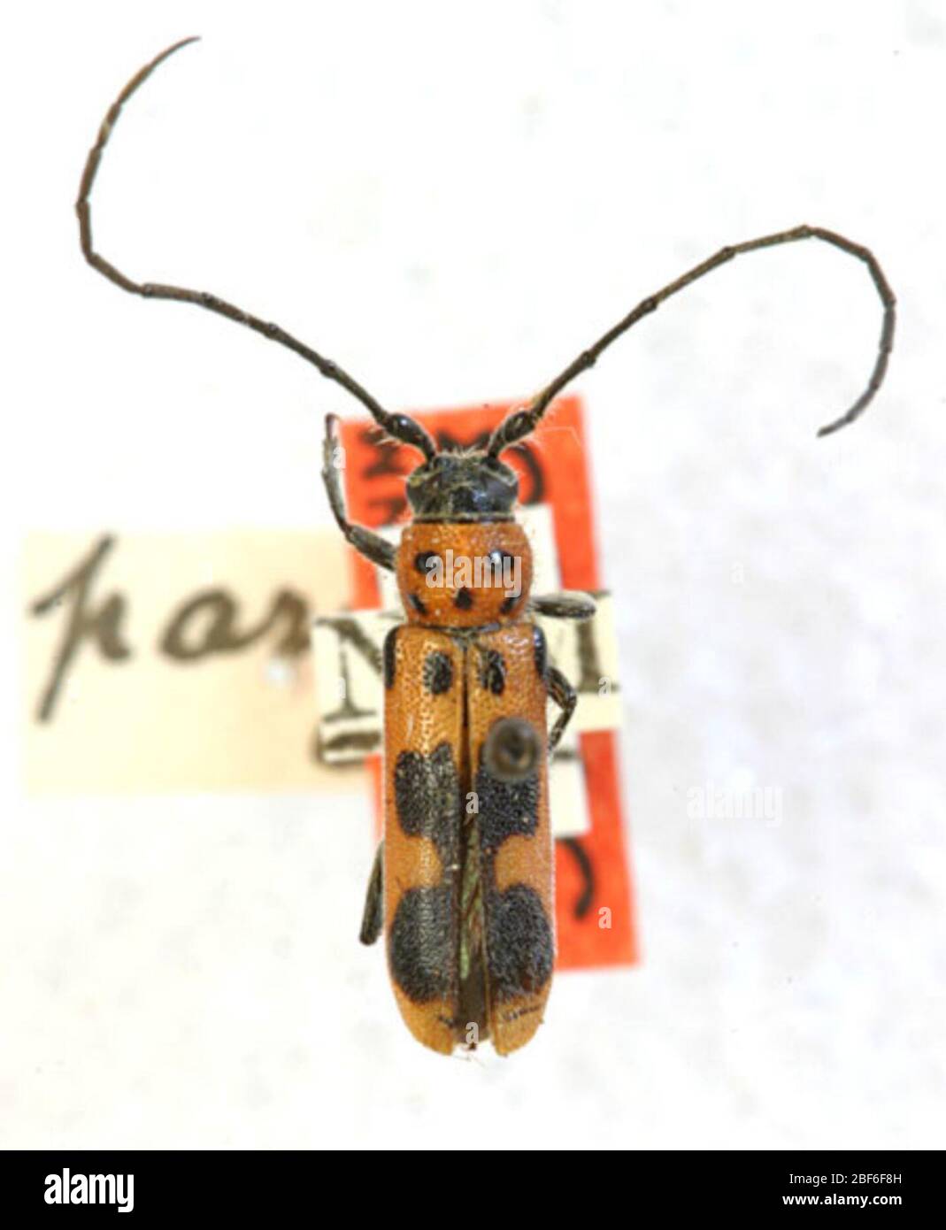 Tylosis hi-res stock photography and images - Alamy