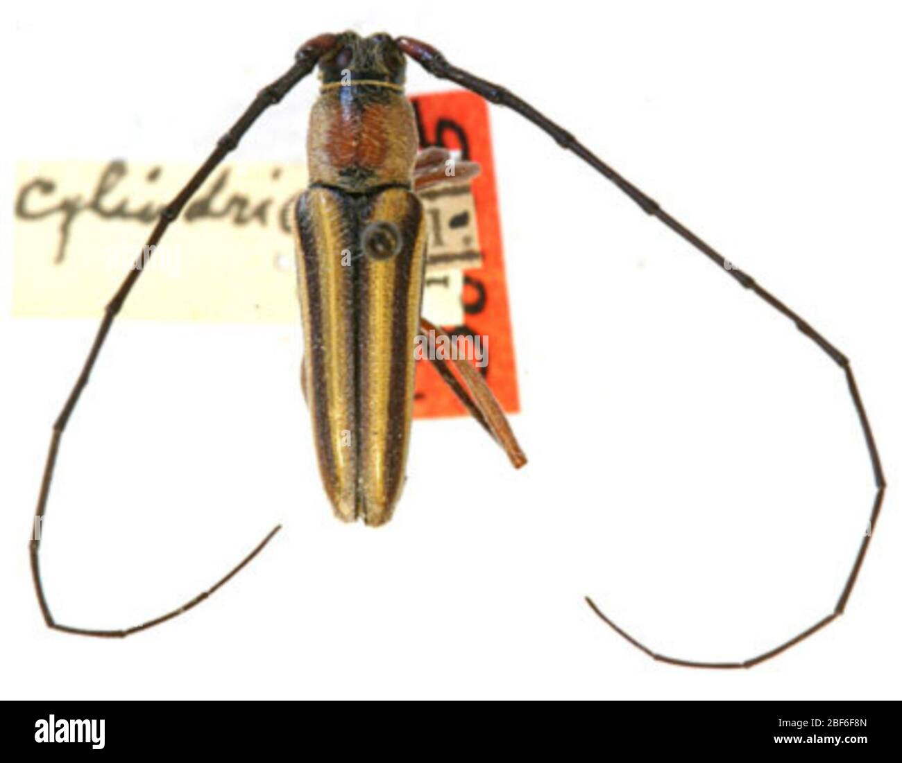 Nematocera hi-res stock photography and images - Alamy