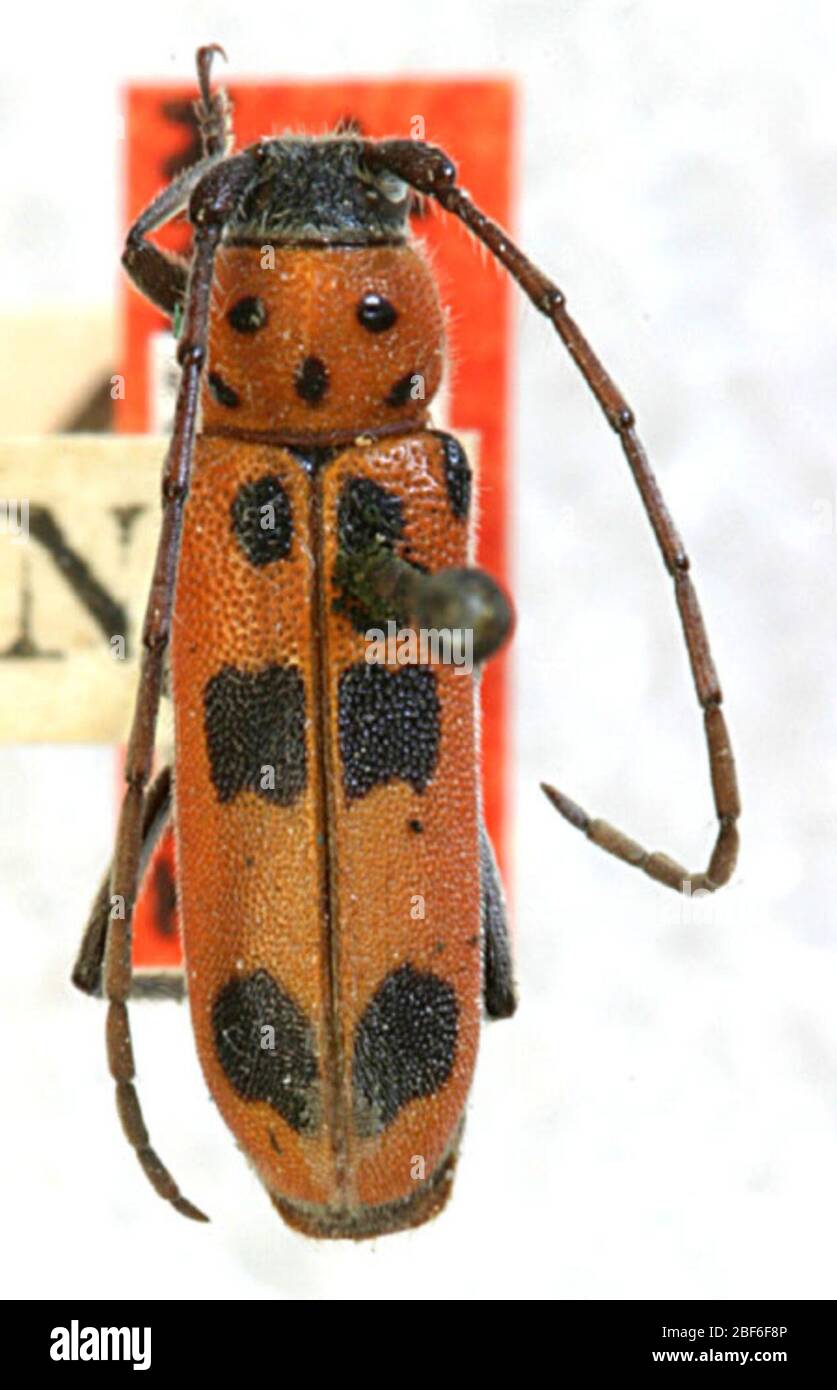 Tylosis hi-res stock photography and images - Alamy