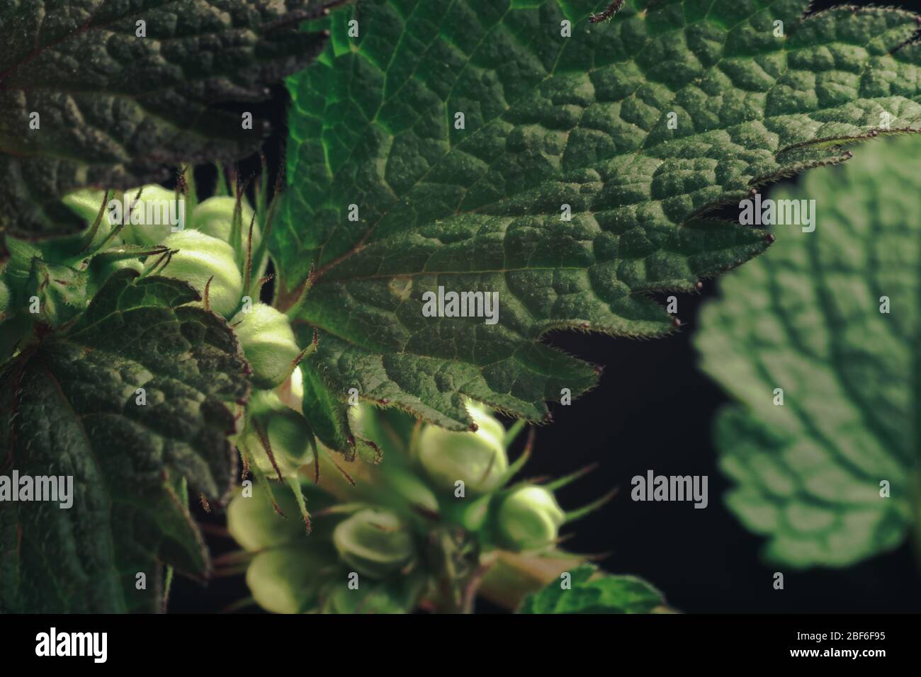 Close up Beautiful green leaf pattern background texture for design ...