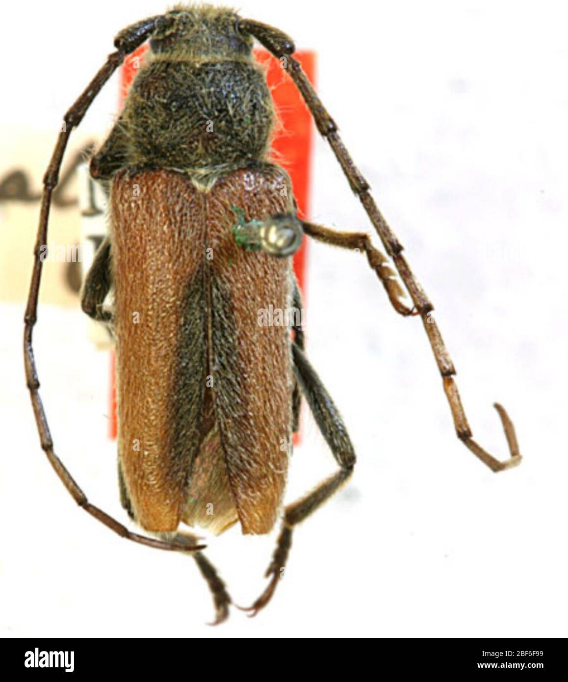 Crossidius truncatellus. 9 Jan 20141 Stock Photo - Alamy