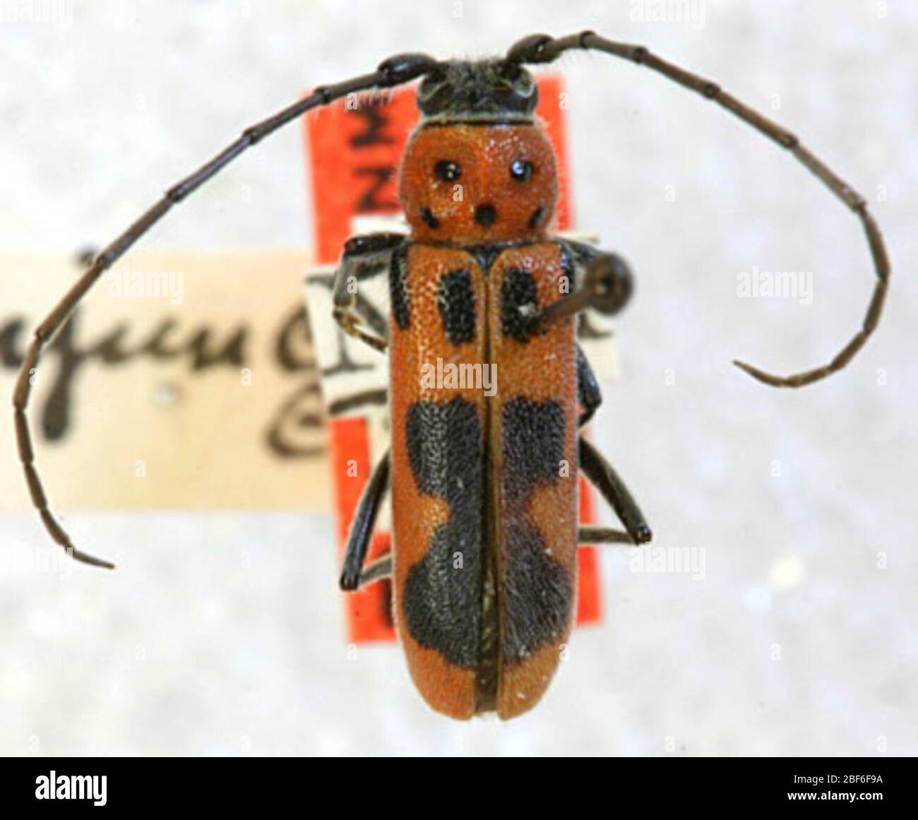Tylosis hi-res stock photography and images - Alamy