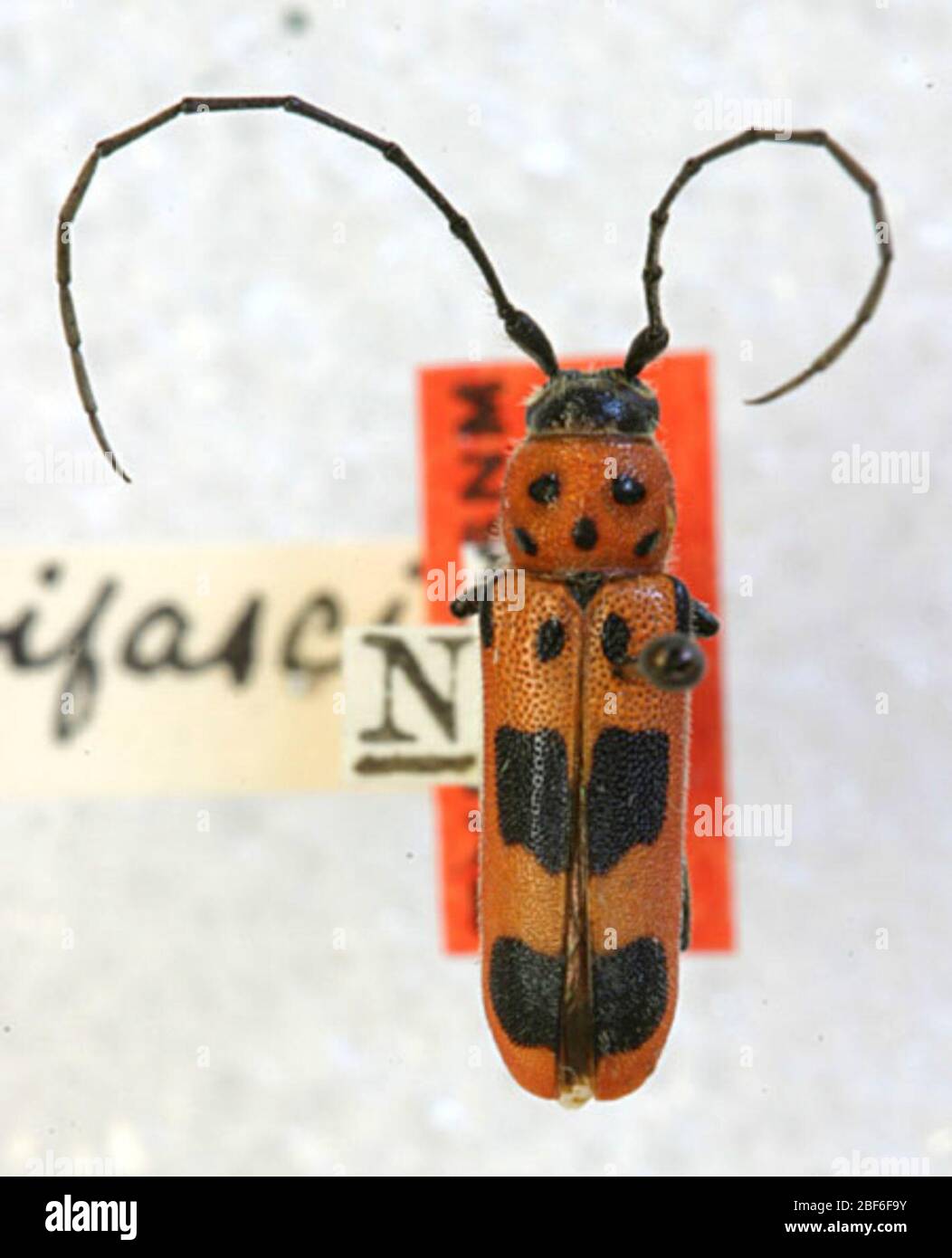 Tylosis hi-res stock photography and images - Alamy