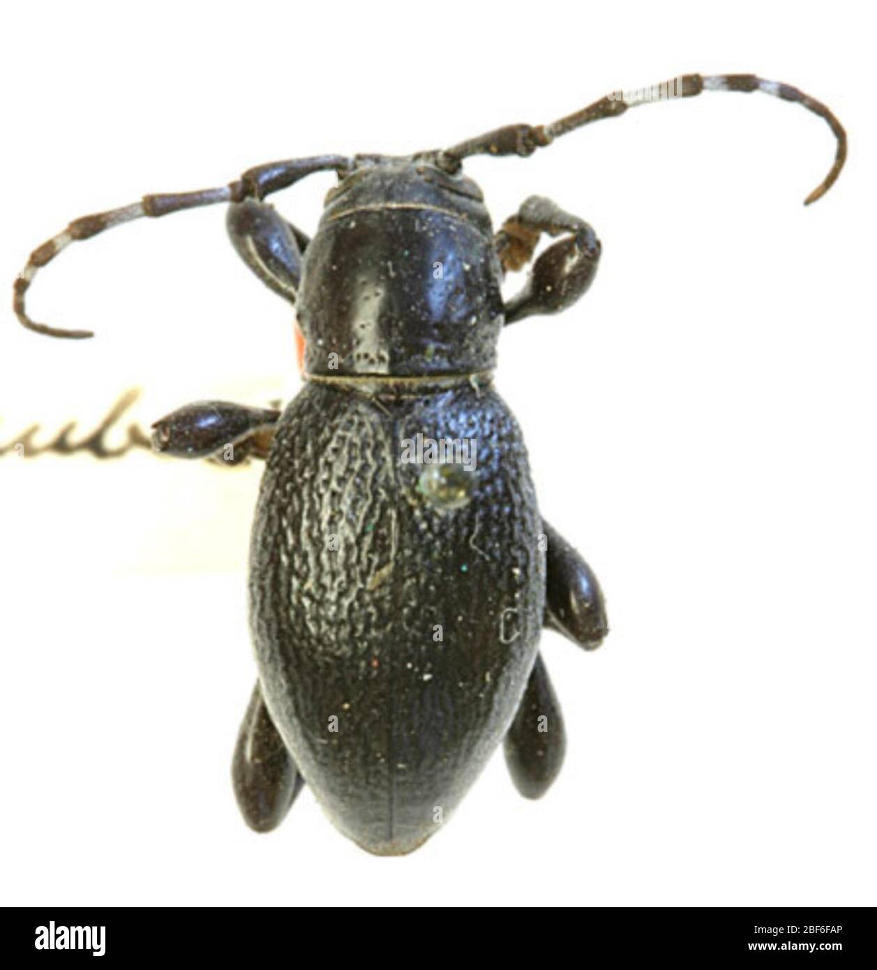 North american beetles hi-res stock photography and images - Alamy