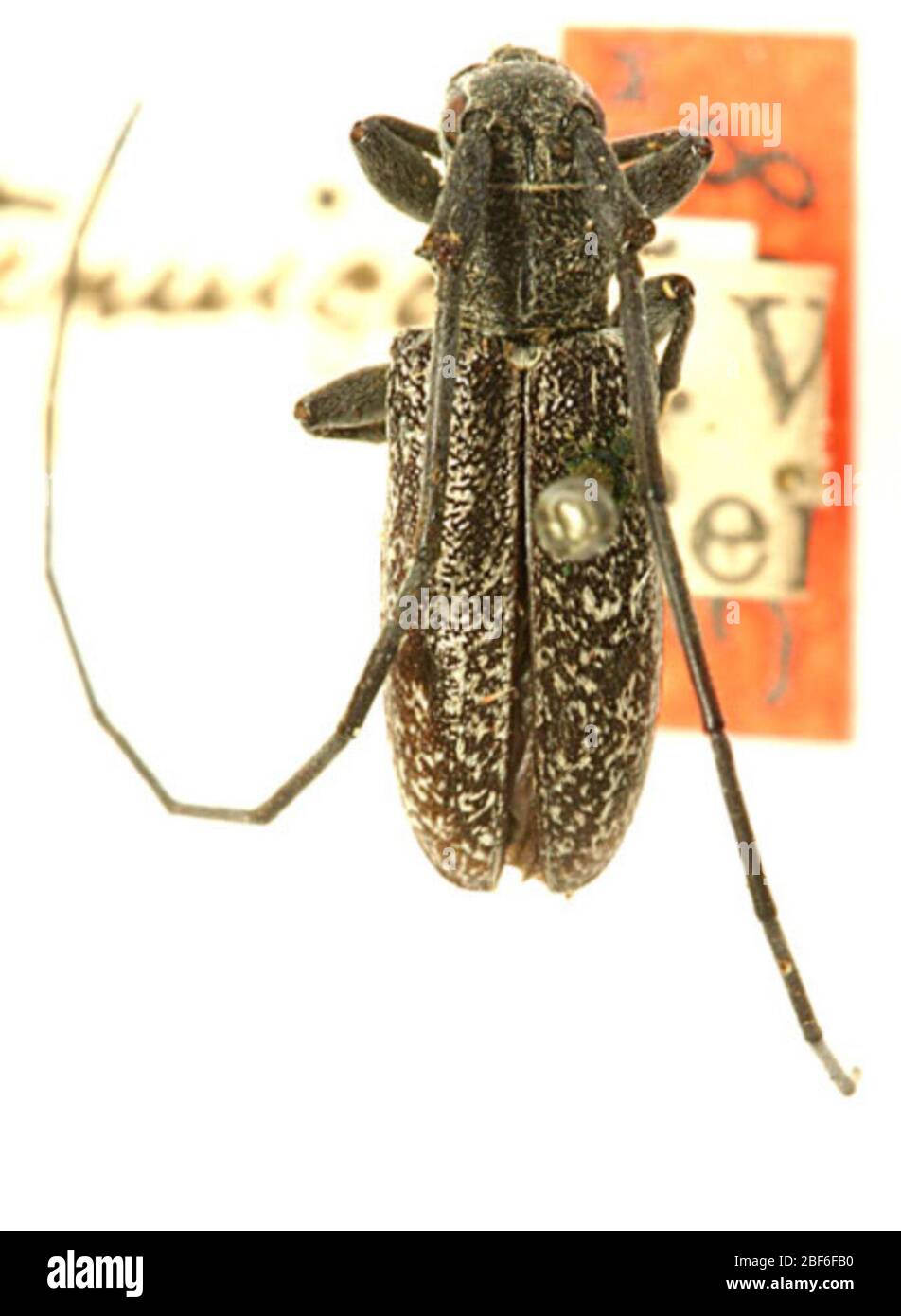 Body antennae Cut Out Stock Images & Pictures - Alamy