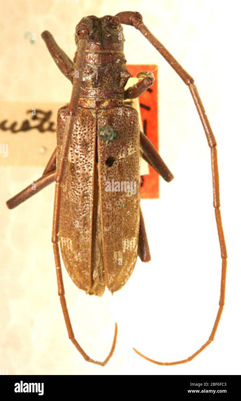 Monochamus hi-res stock photography and images - Alamy