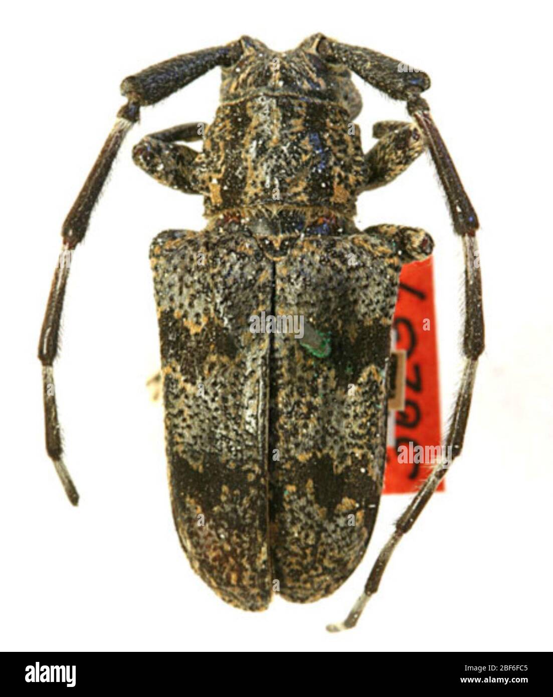 Humeralis hi-res stock photography and images - Alamy