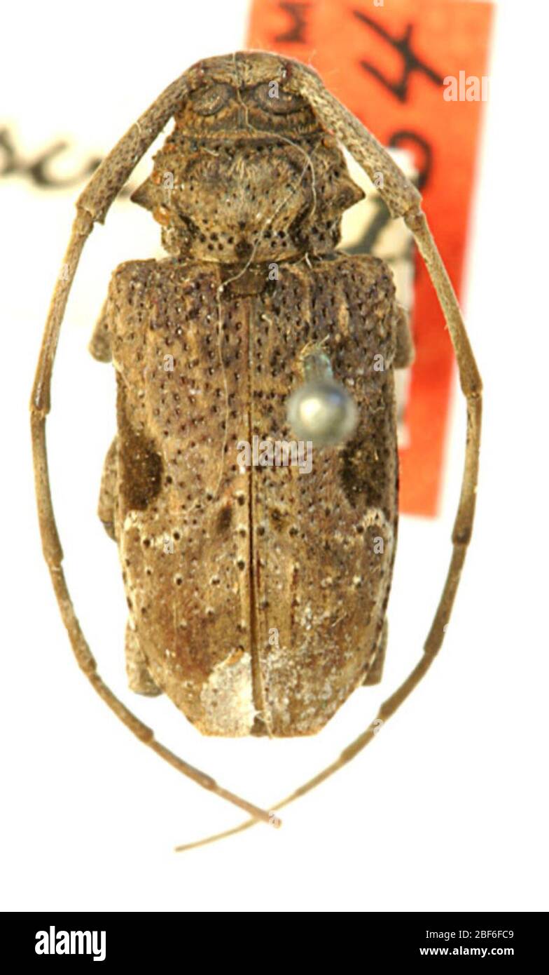 Lagochirus parvulus. 9 Jan 20141 Stock Photo - Alamy