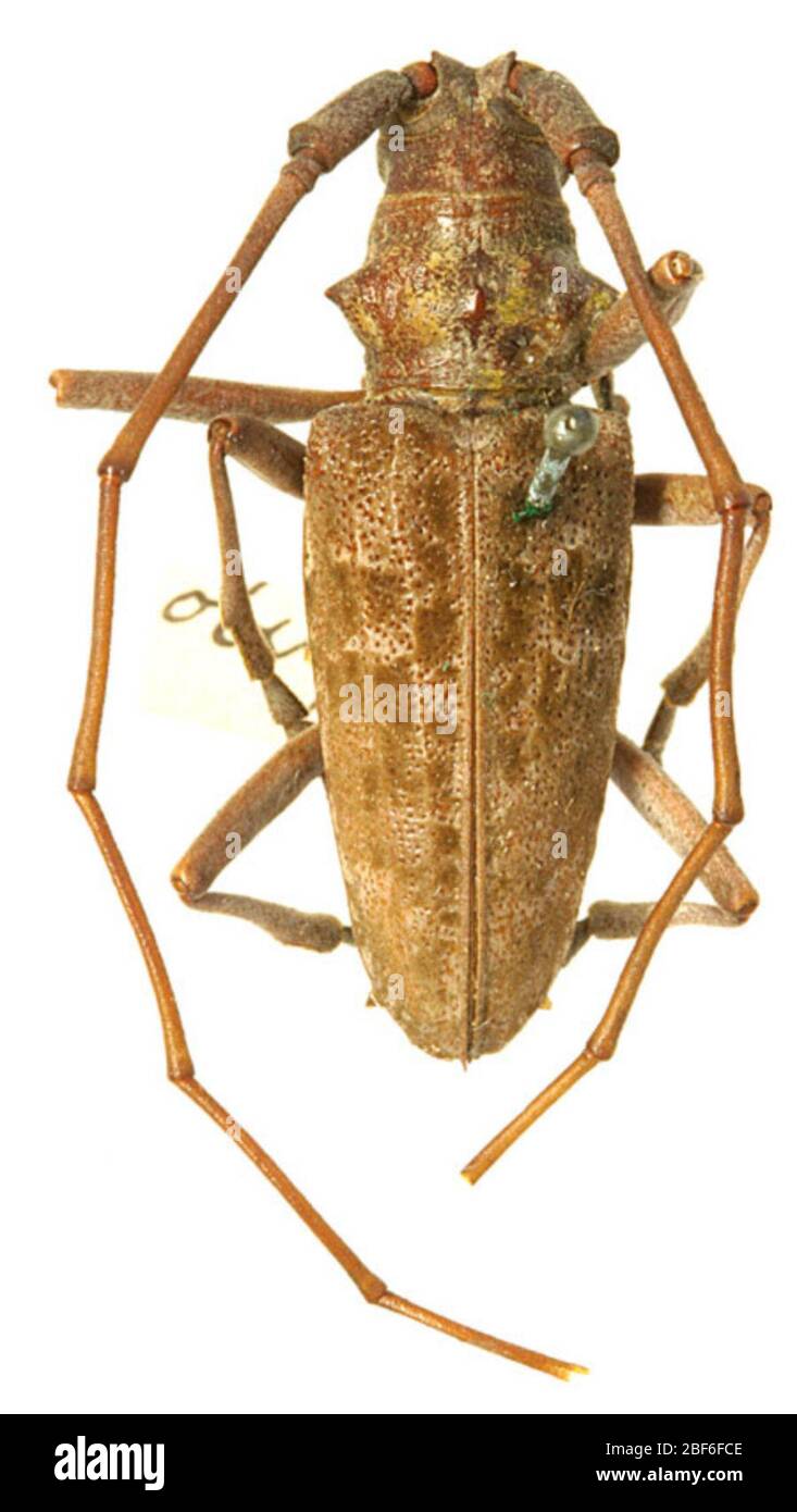 Monochamus titillator hi-res stock photography and images - Alamy