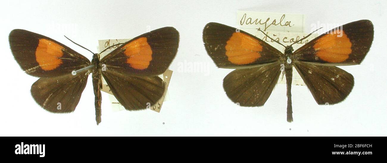 Sangala hi-res stock photography and images - Alamy