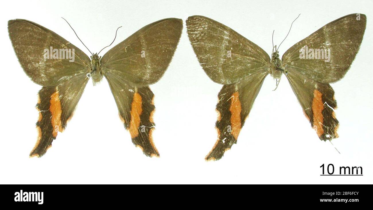 Erateina hi-res stock photography and images - Alamy