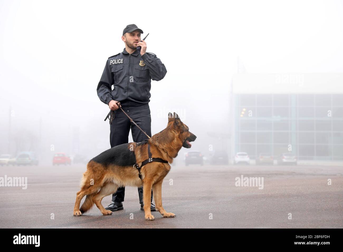 Male police officer with dog patrolling city street Stock Photo - Alamy