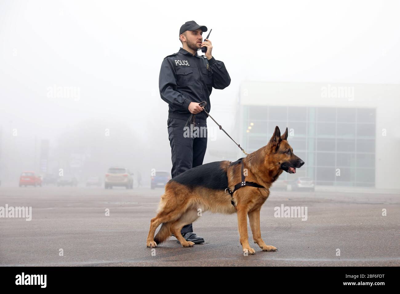 Male police officer with dog patrolling city street Stock Photo - Alamy