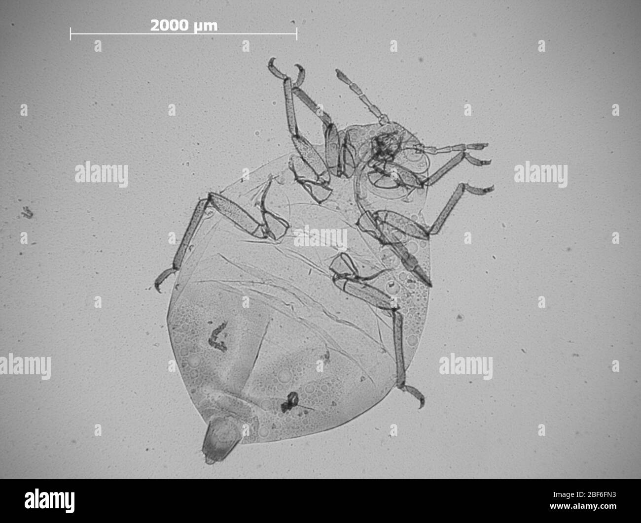 Prociphilus hi-res stock photography and images - Alamy