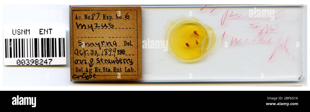 Plant and host Cut Out Stock Images & Pictures - Alamy