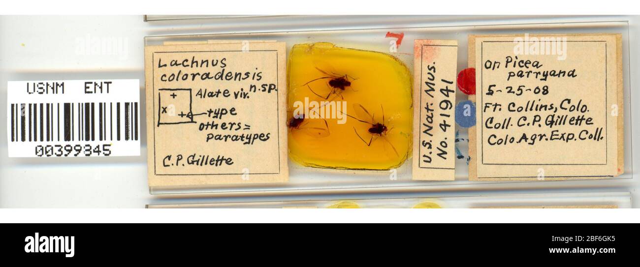 Coloradensis hi-res stock photography and images - Alamy