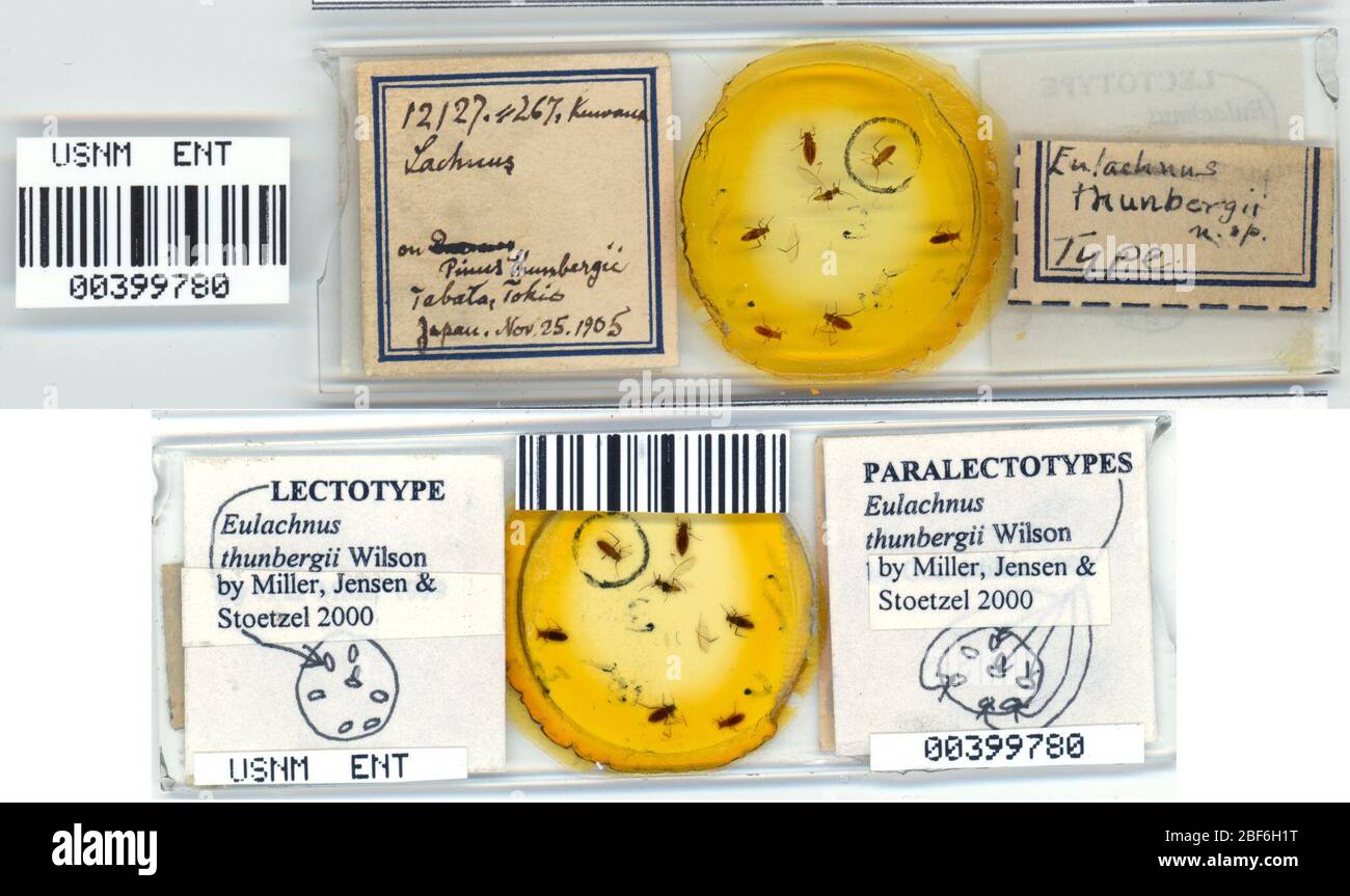 Eulachnus thunbergii. 7 Oct 20151 Stock Photo - Alamy