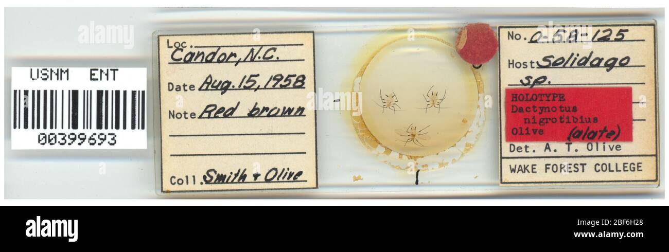 Dactynotus hi-res stock photography and images - Alamy