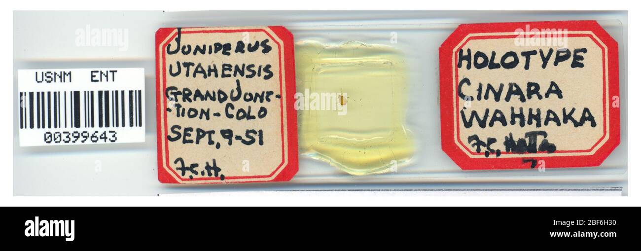 Conifer species identification Cut Out Stock Images & Pictures - Alamy