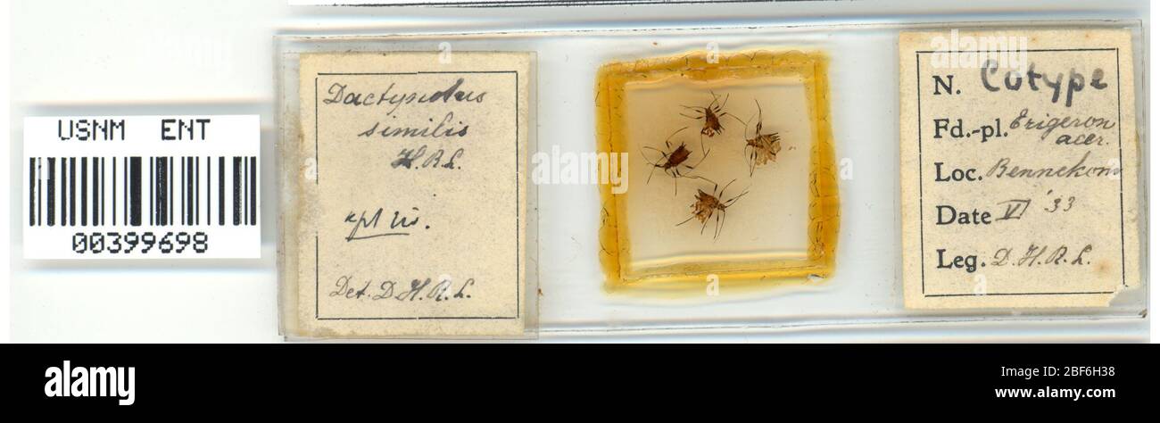 Dactynotus hi-res stock photography and images - Alamy