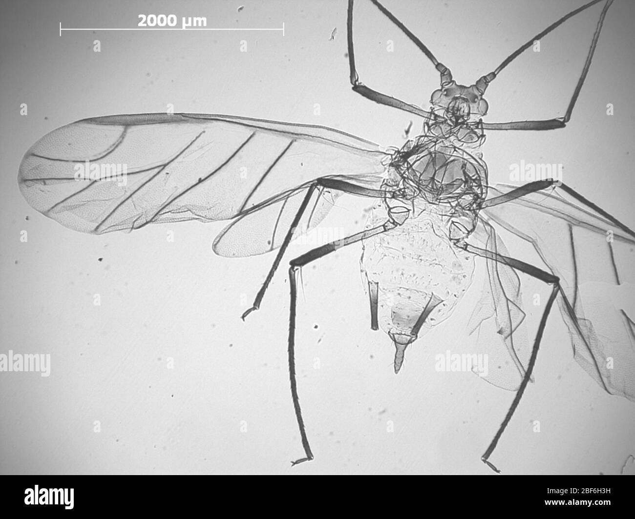 Lambersius hi-res stock photography and images - Alamy