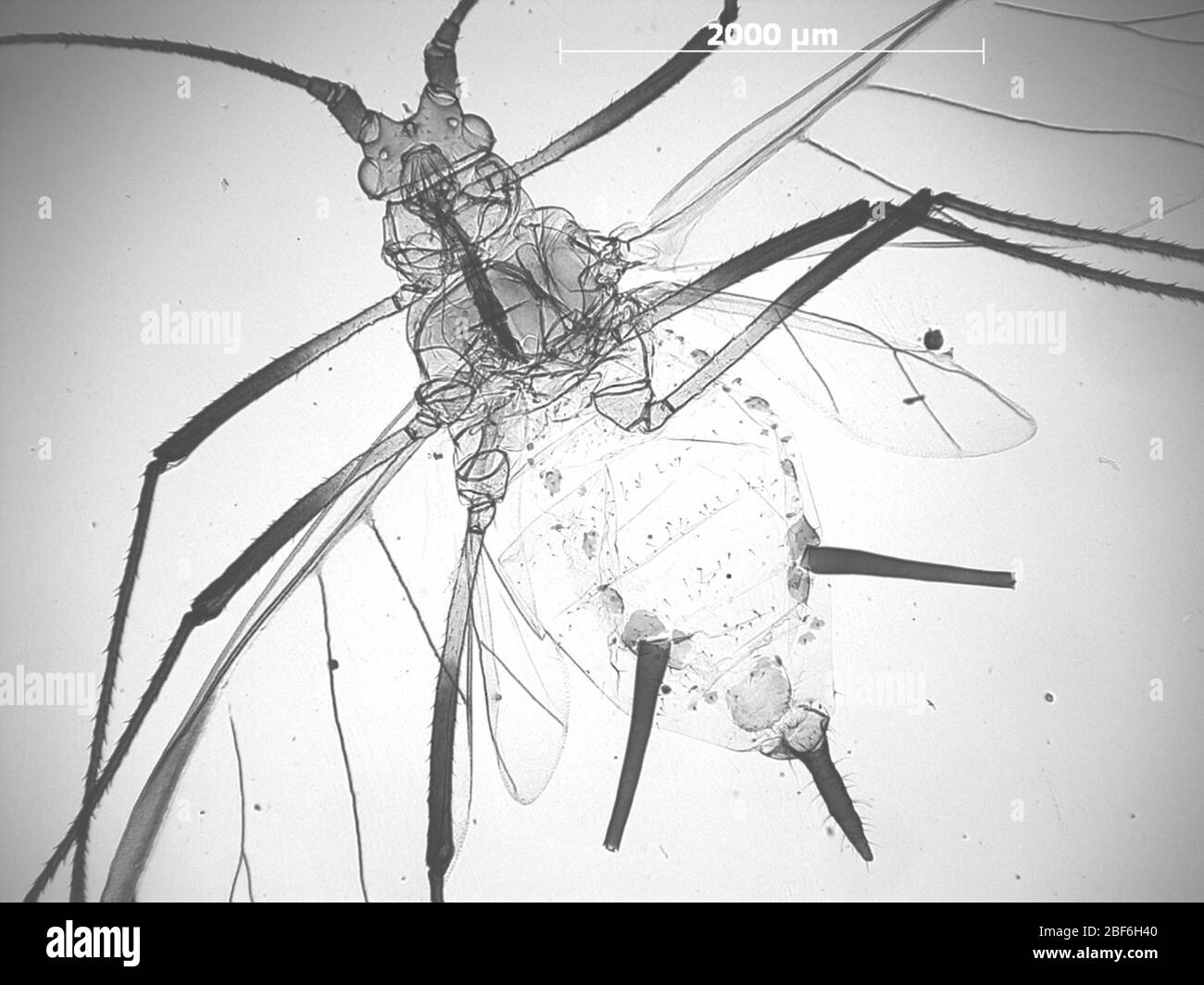 Helianthicola hi-res stock photography and images - Alamy