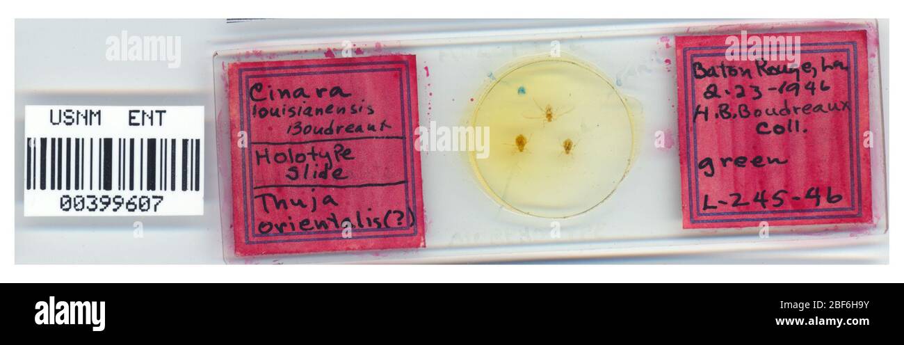 Cinara louisianensis Cut Out Stock Images & Pictures - Alamy