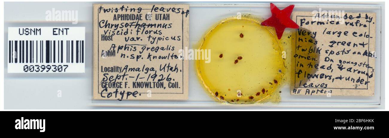 Aphis gregalis hi-res stock photography and images - Alamy