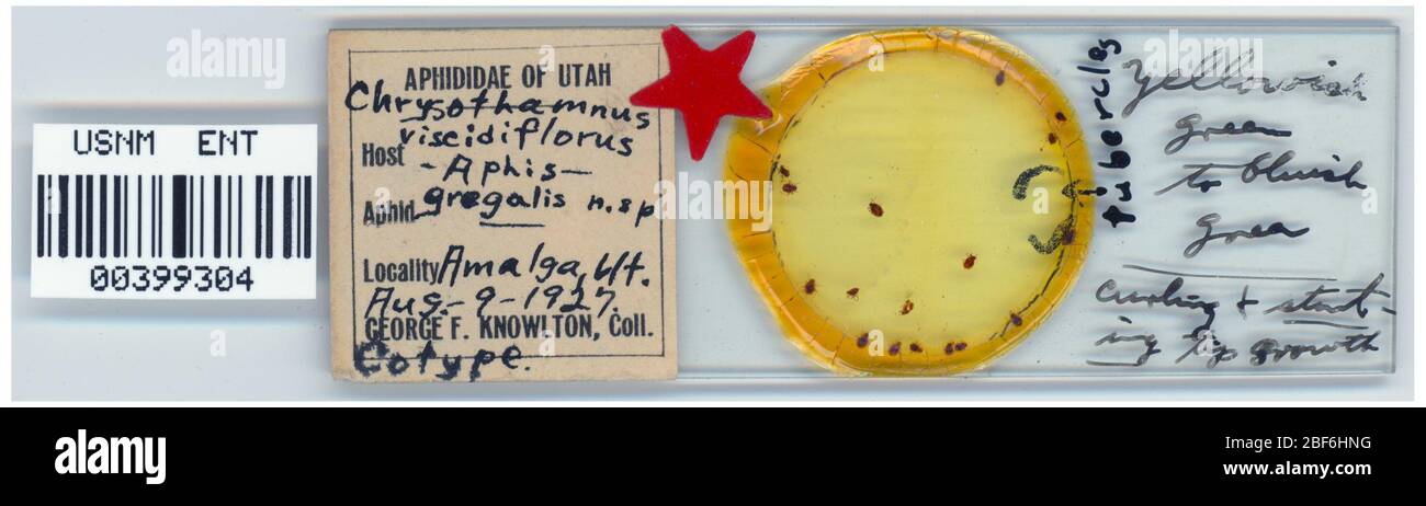 Aphis gregalis hi-res stock photography and images - Alamy