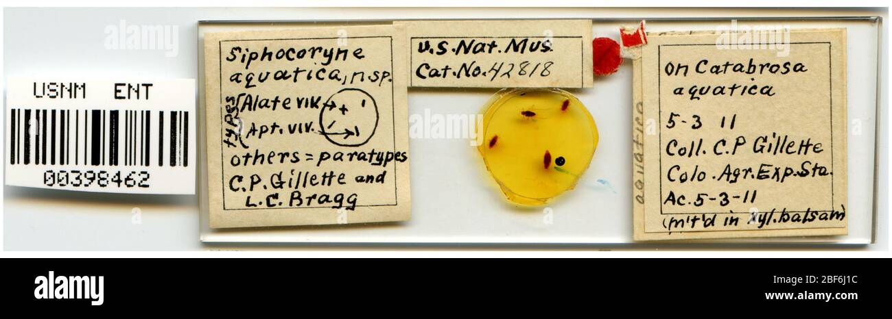 Rare aquatic species Cut Out Stock Images & Pictures - Alamy