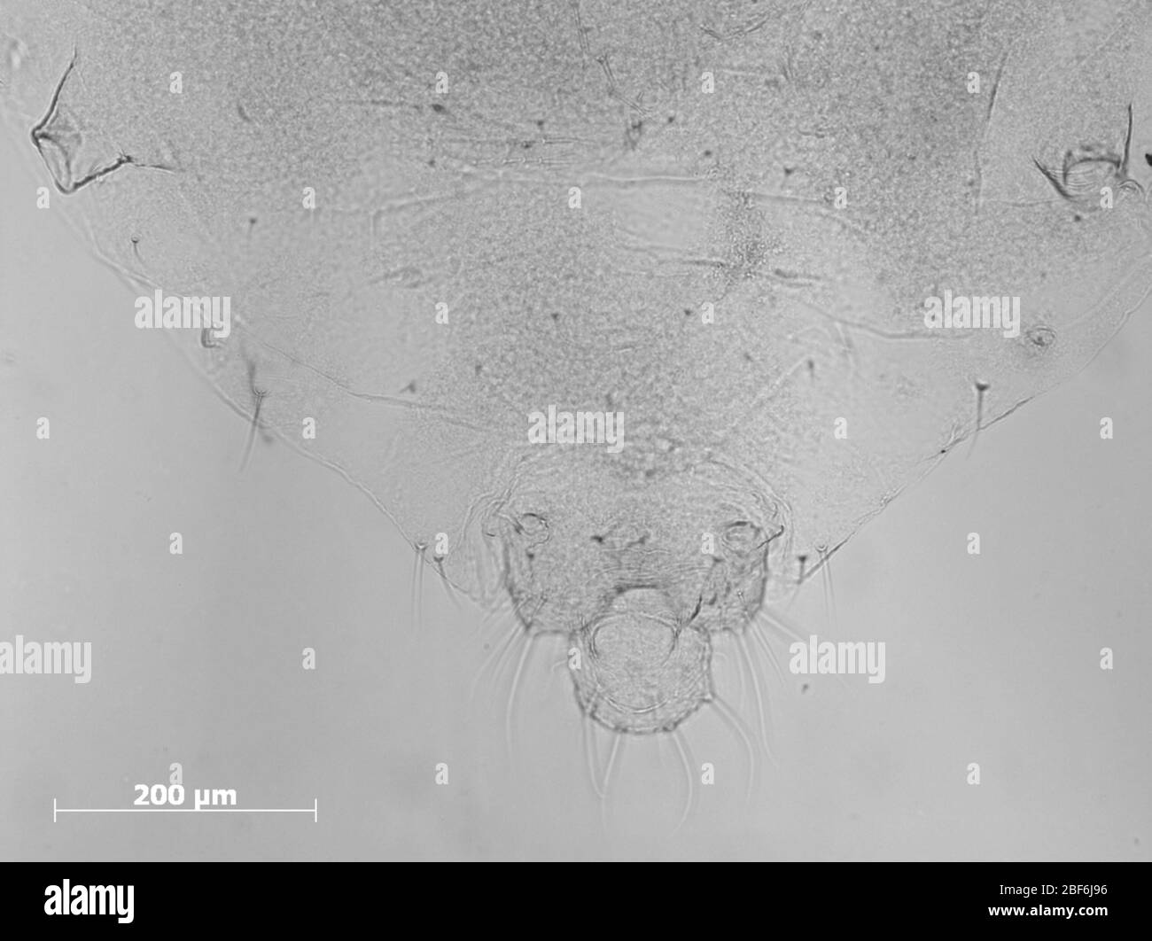 Melanocera hi-res stock photography and images - Alamy