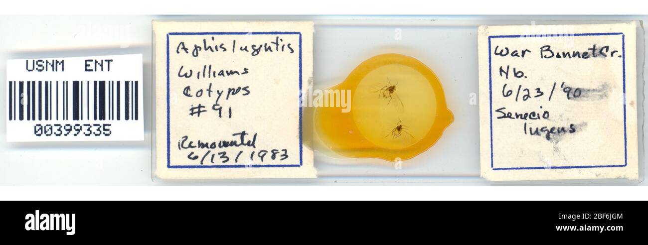 Aphis lugentis hi-res stock photography and images - Alamy