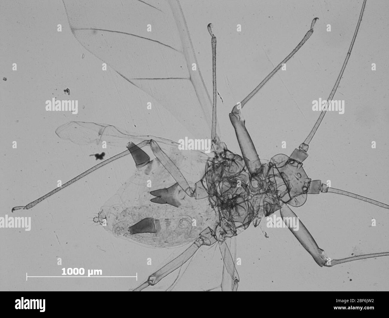 Insect specimen study Black and White Stock Photos & Images - Alamy