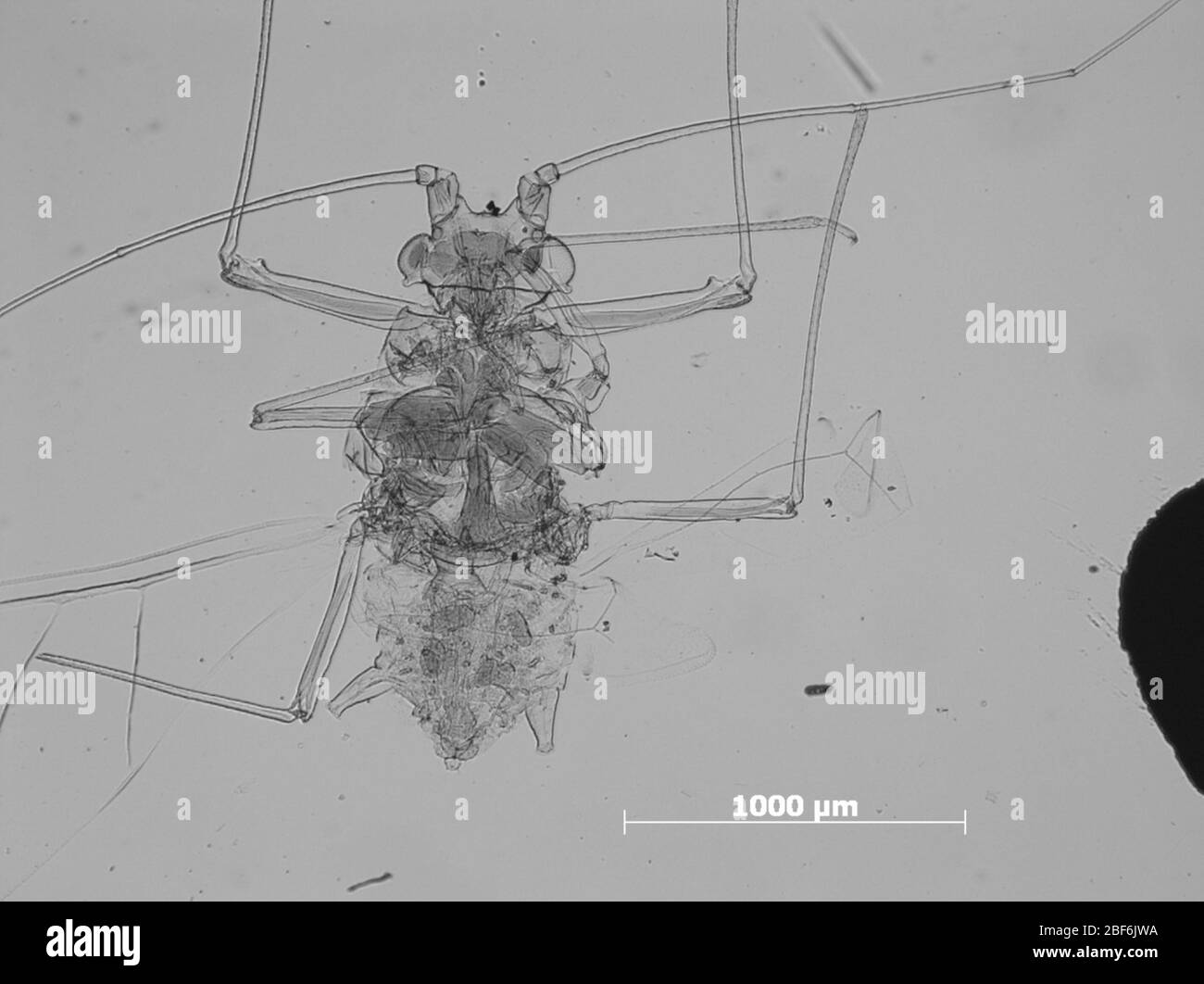 Insect ecosystems Black and White Stock Photos & Images - Alamy