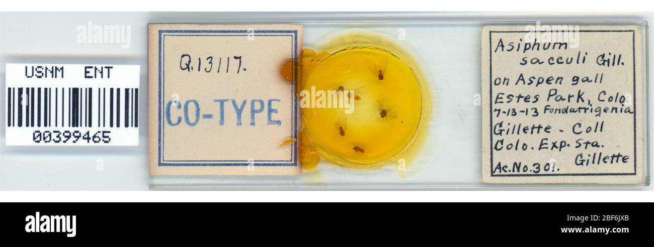 Sacculi hi-res stock photography and images - Alamy