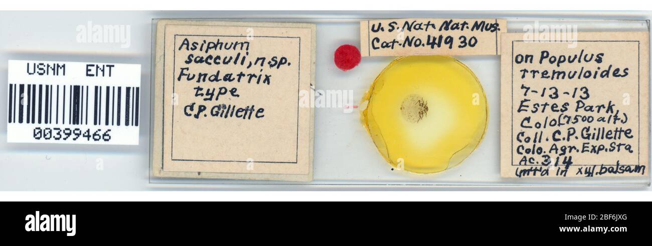 Sacculi hi-res stock photography and images - Alamy