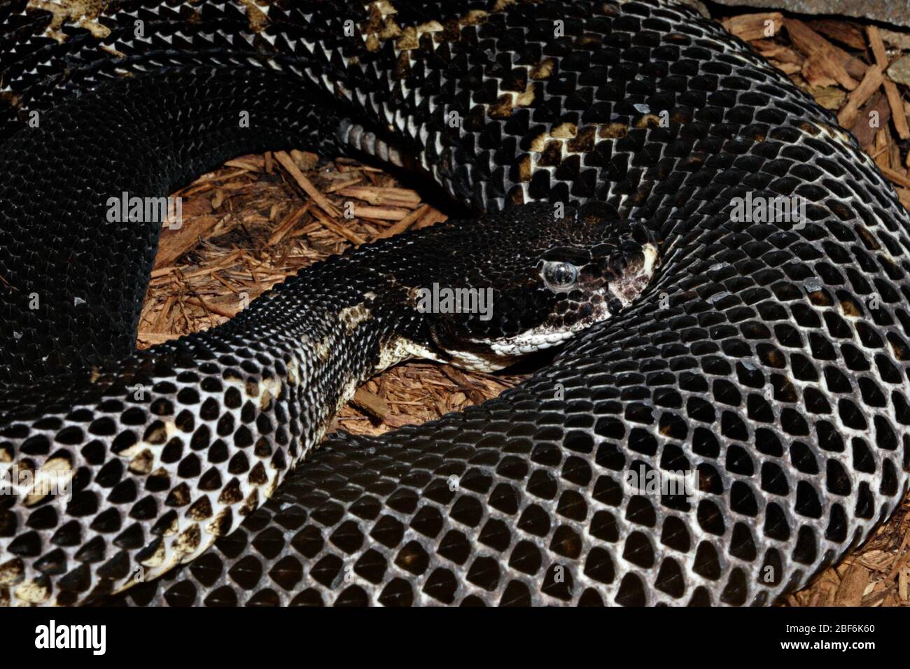Timber Rattlesnake. Species: horridus,Genus: Crotalus,Family: Viperidae ...