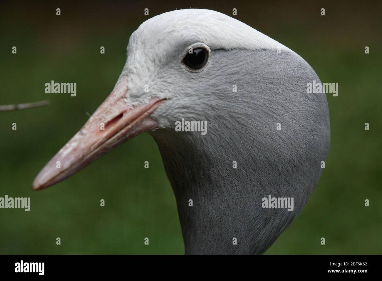 Stanley Crane. Species: paradiseus,Genus: Anthropoides,Family: Gruidae ...